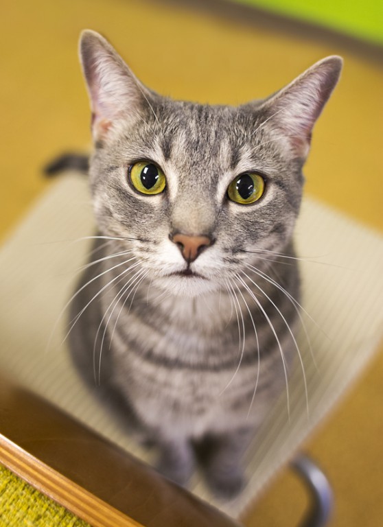 Amiee Stubbs – ASMP