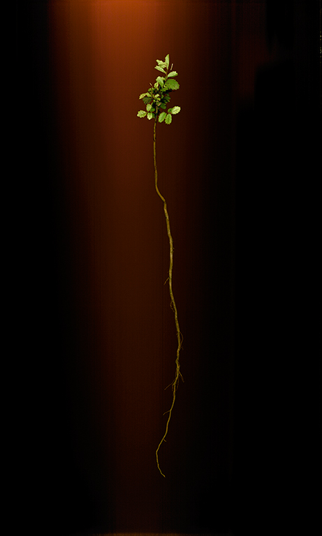 Jane O’Neal – ASMP